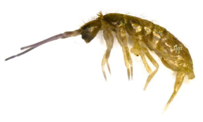 Insectos del pasto que pican para su identificación y tratamiento ...