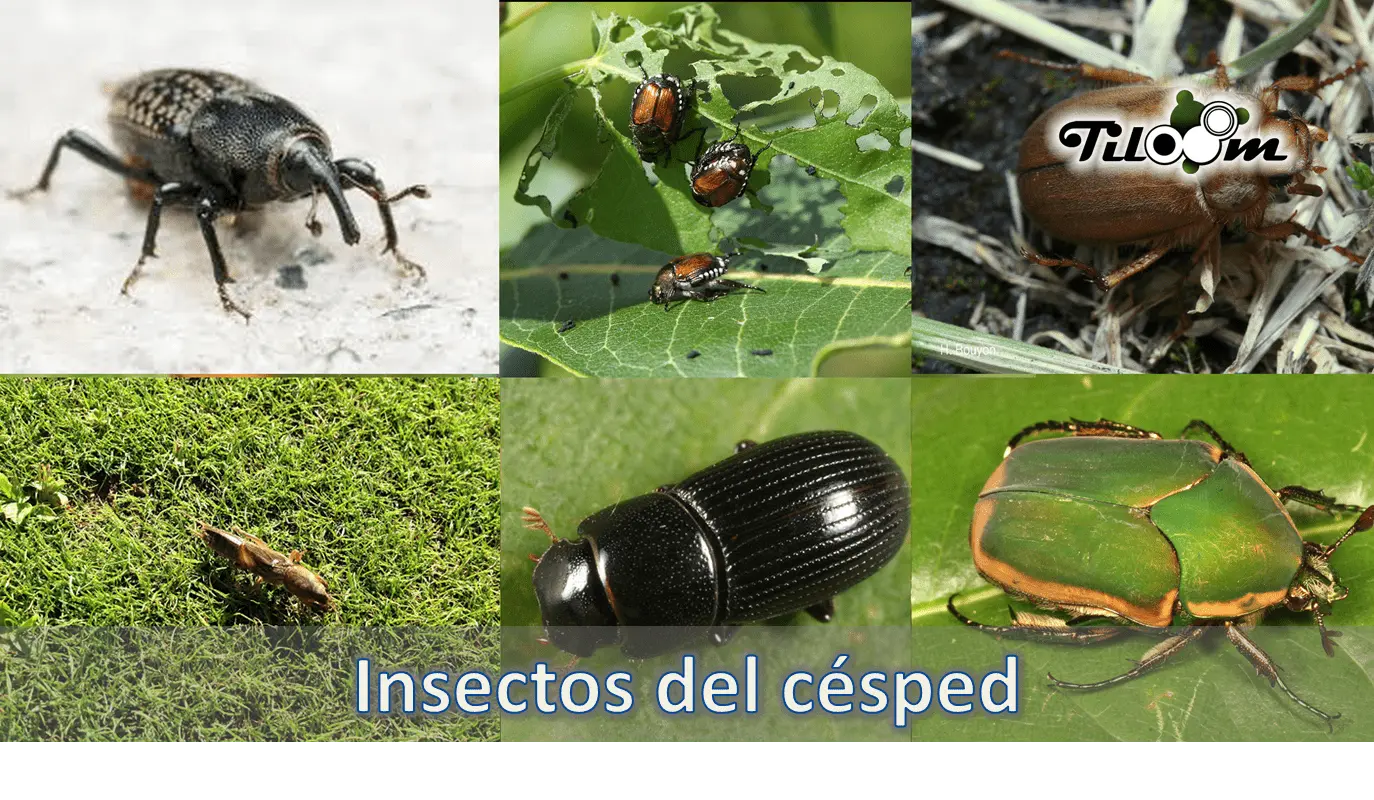 Insectos que comen pasto | Descarrega Cesped