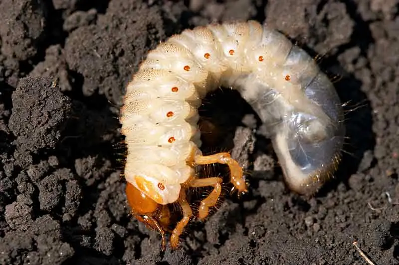 Insectos que comen pasto | Descarrega Cesped