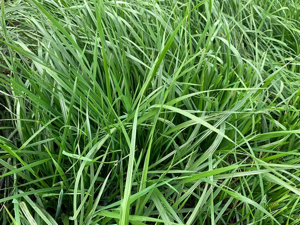 Cómo sembrar pasto ryegrass para un césped exitoso | Descarrega Cesped