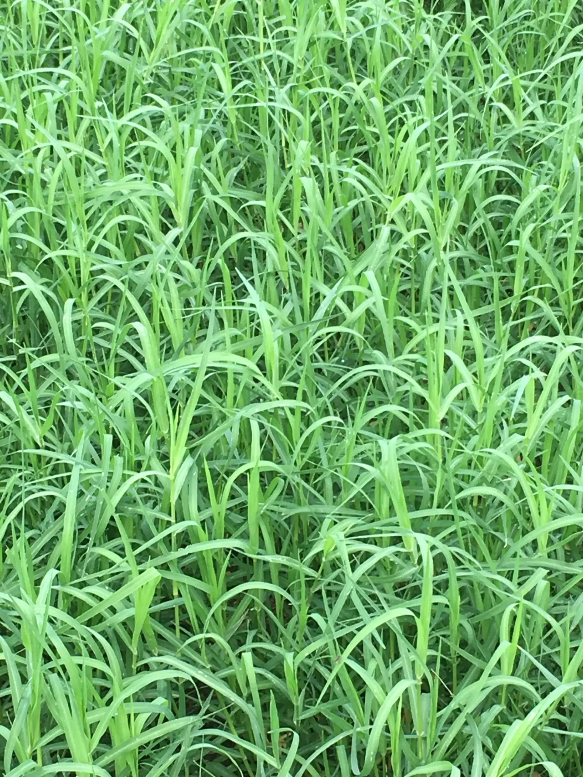 Pasto tifton 85: como hacerlo para su siembra y cultivo | Descarrega Cesped