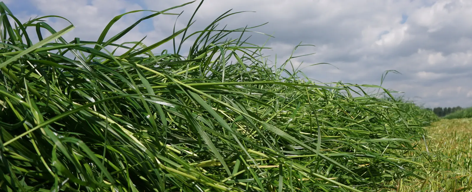 Pasto ovillo: valor nutricional y cultivo | Descarrega Cesped