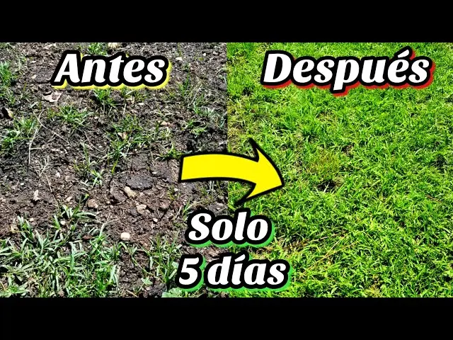 ¿en cuánto tiempo germina el césped? información | Descarrega Cesped
