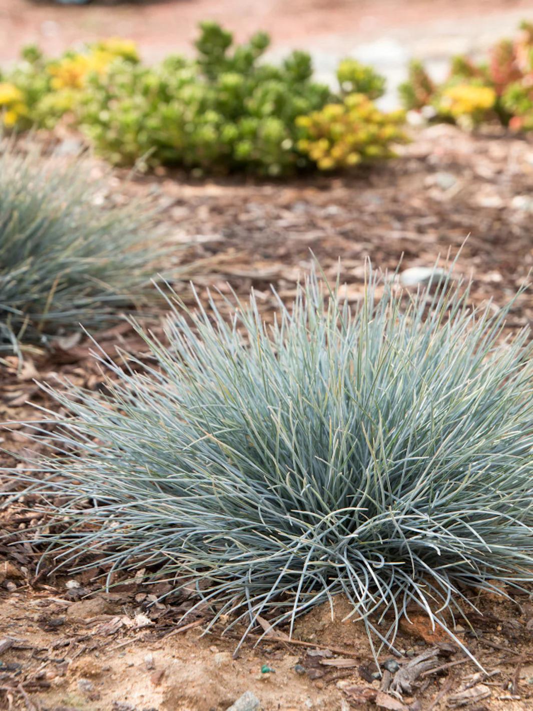 Festuca azul: como hacerlo para su cultivo y cuidado | Descarrega Cesped