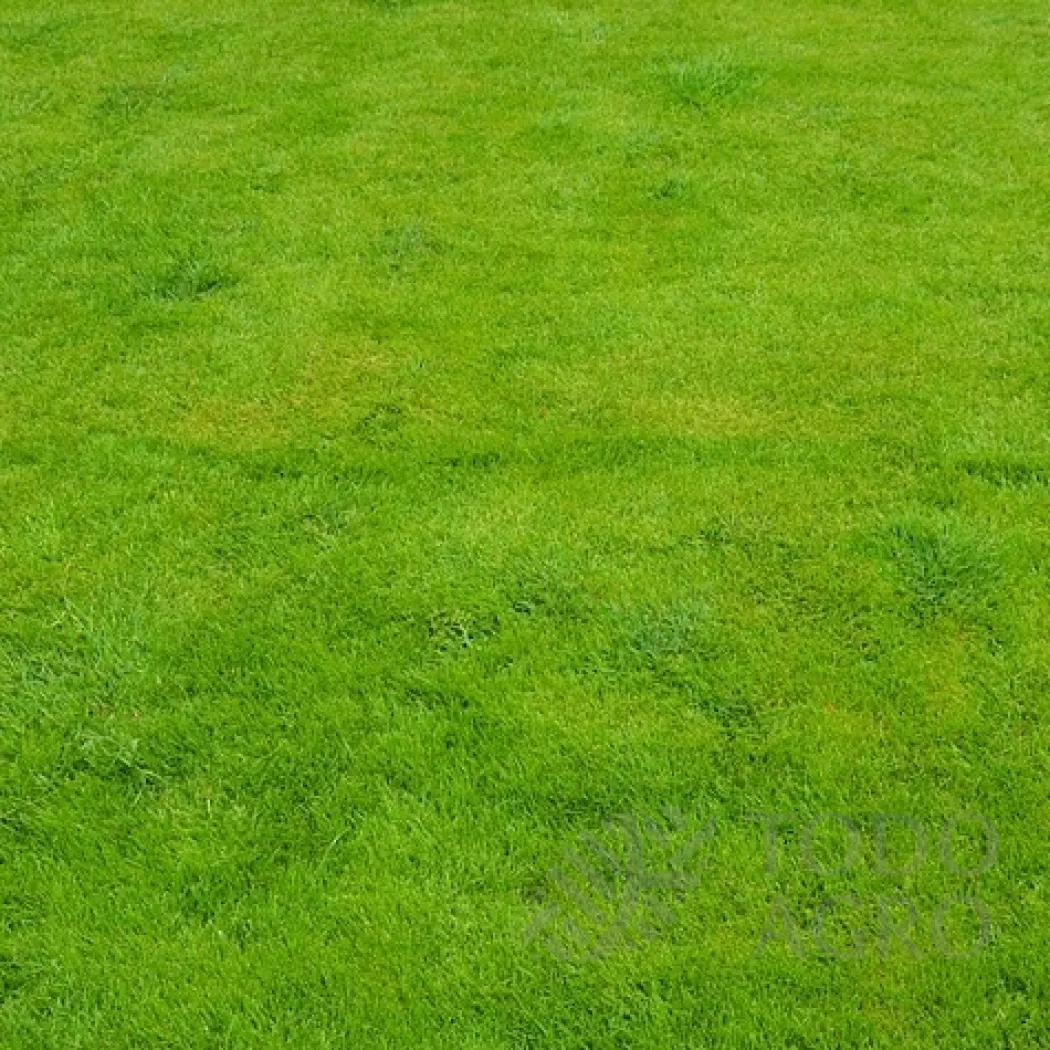 Raigrás perenne: duración, cultivo y mantenimiento | Descarrega Cesped