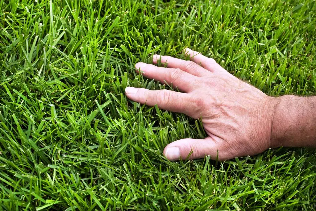 Festuca: características, cuidados y tipos | Descarrega Cesped