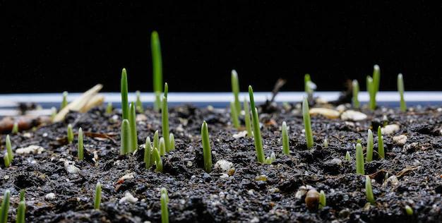 Germinación de pasto para un césped perfecto | Descarrega Cesped