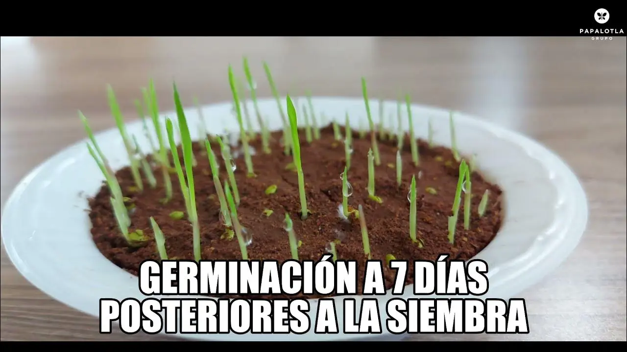 Germinación de pasto para un césped perfecto | Descarrega Cesped