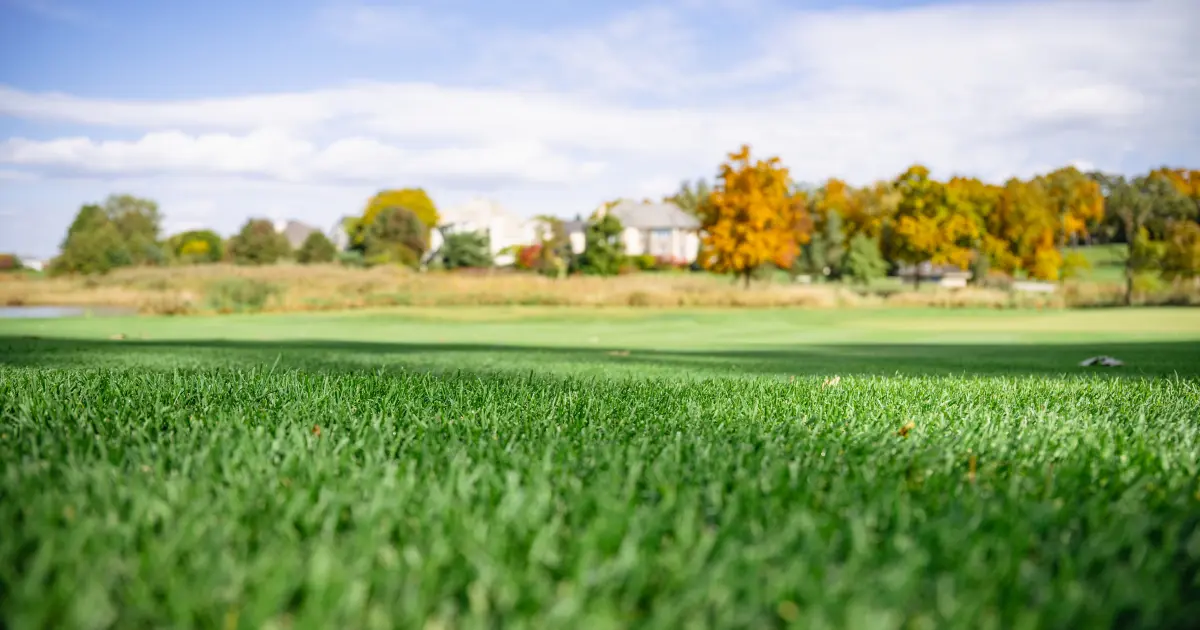 Festuca y lolium para su cultivo y manejo | Descarrega Cesped