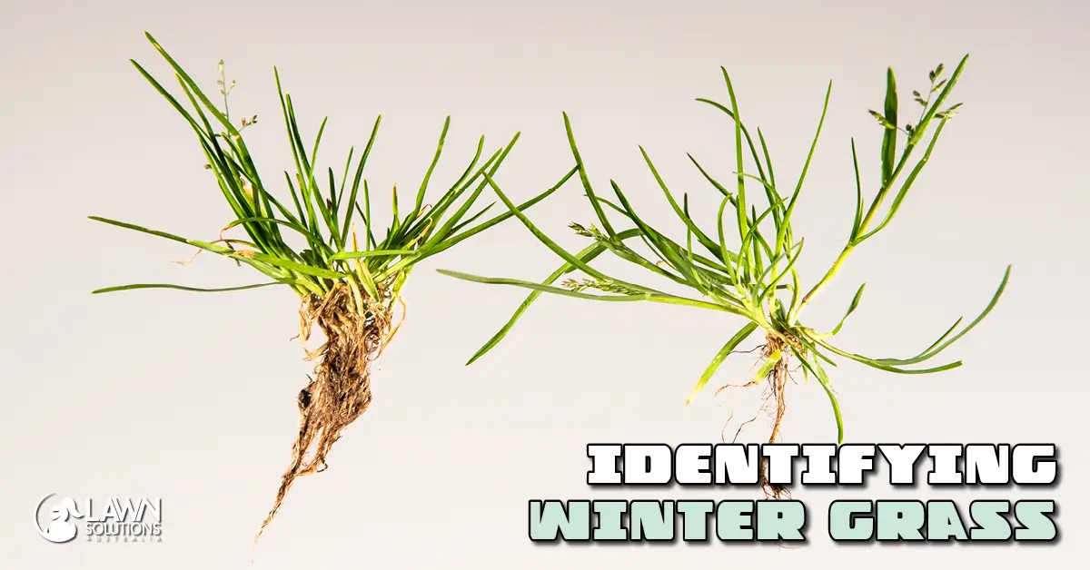 Pasto de invierno para su control y prevención | Descarrega Cesped