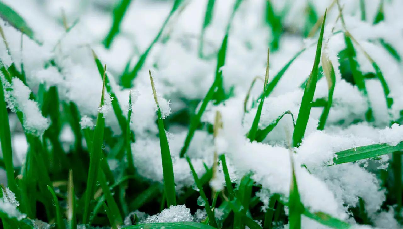 Cómo mantener el césped en invierno | Descarrega Cesped