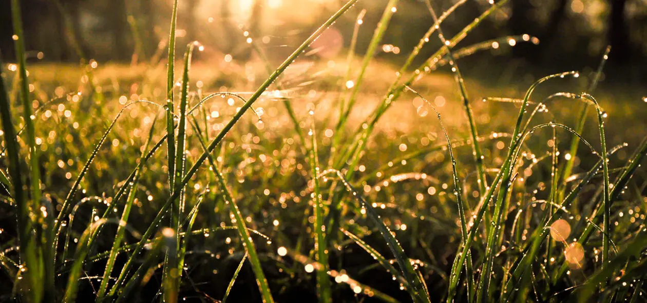 Cómo mejorar el césped en invierno | Descarrega Cesped