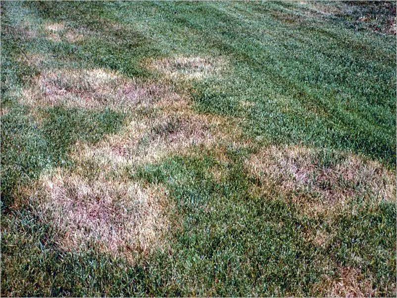 Qué pasto sembrar en invierno para un césped perfecto | Descarrega Cesped
